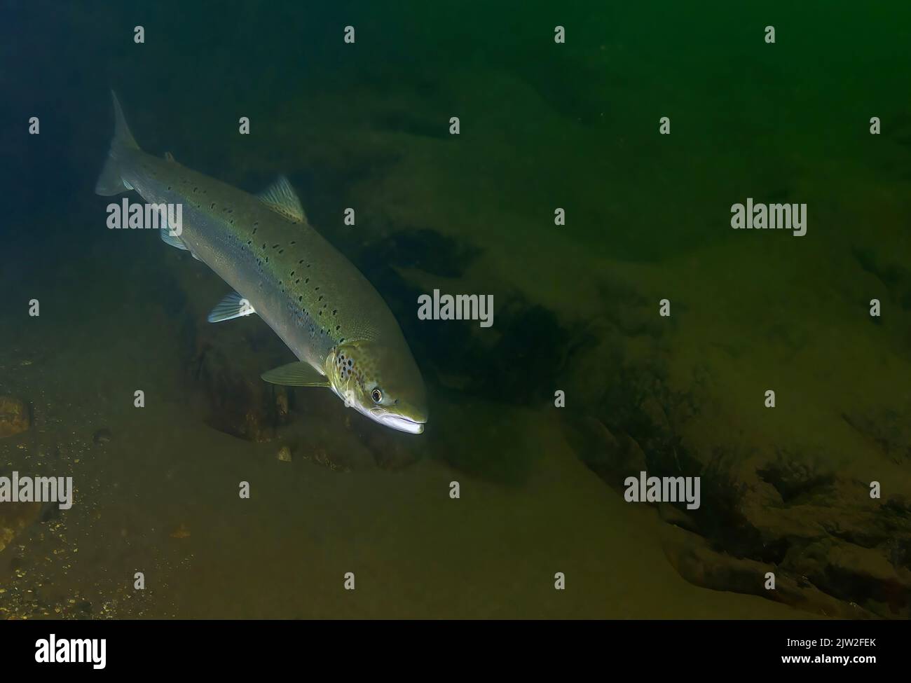 From above of spotted Atlantic salmon fish swimming near bottom under ...