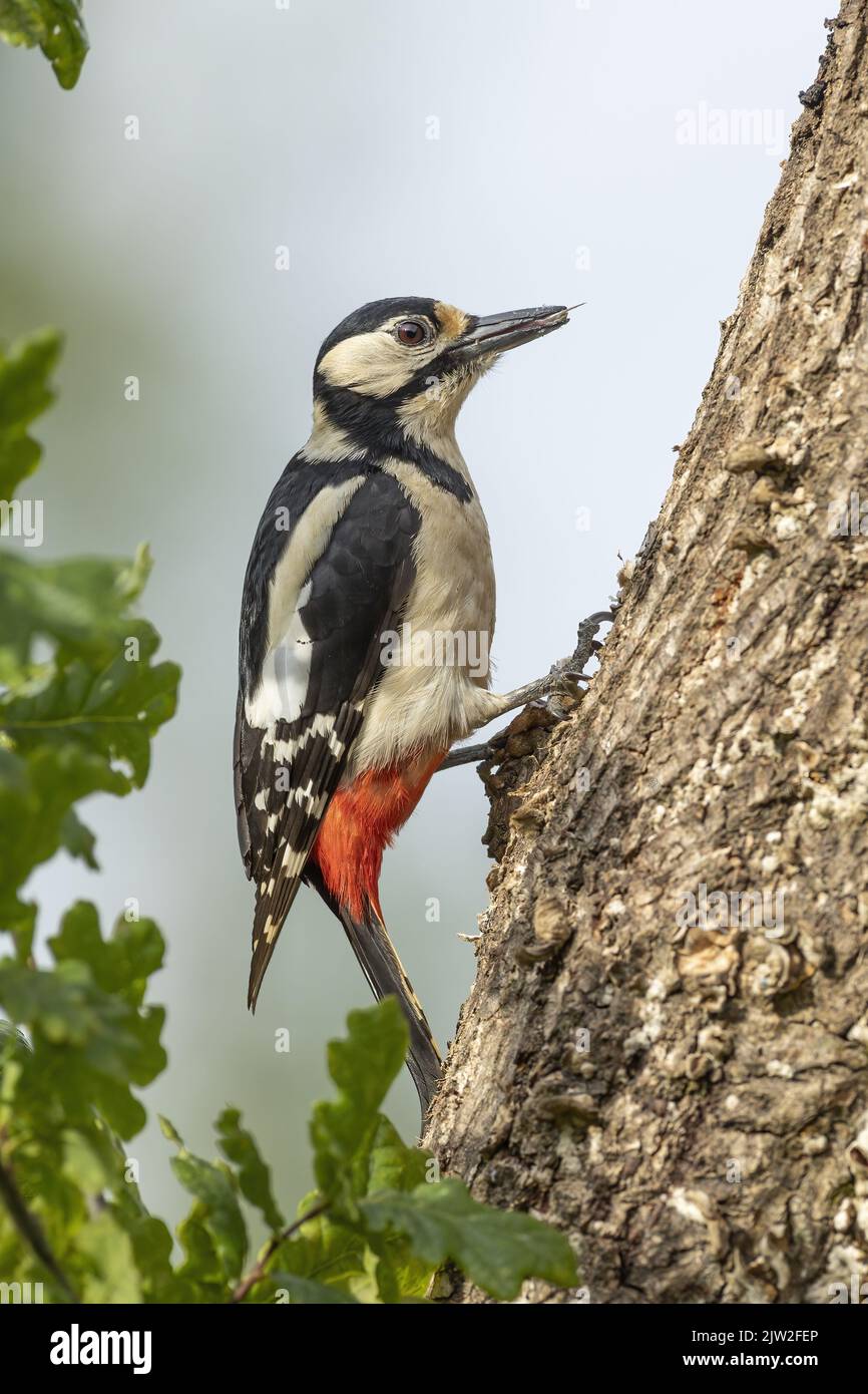 Side view of cute great spotted woodpecker with black and white plumage ...