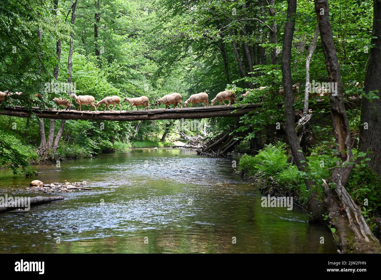 Flock of sheep crossing the river by an old bridge. Kirklareli city ...