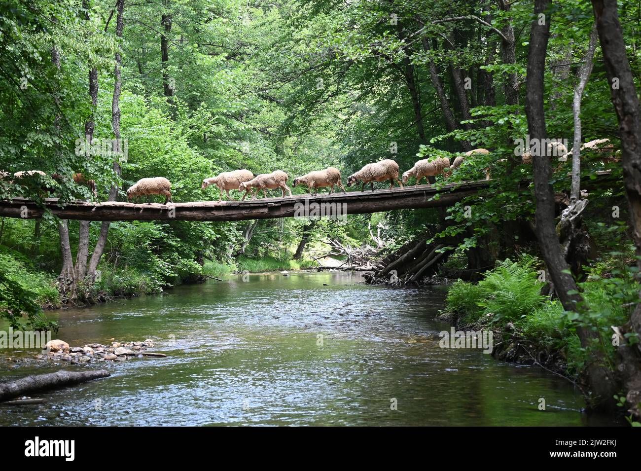 Flock of sheep crossing the river by an old bridge. Kirklareli city. Floodplain forest. Turkey ...