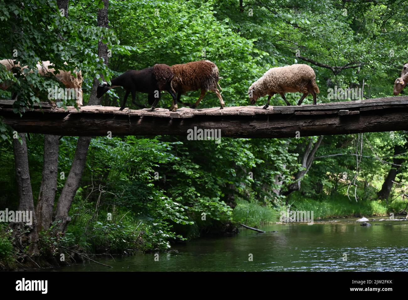 Flock of sheep crossing the river by an old bridge. Kirklareli city ...