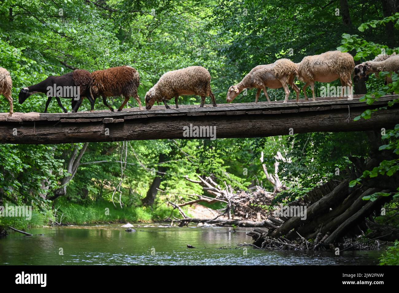 Flock of sheep crossing the river by an old bridge. Kirklareli city ...