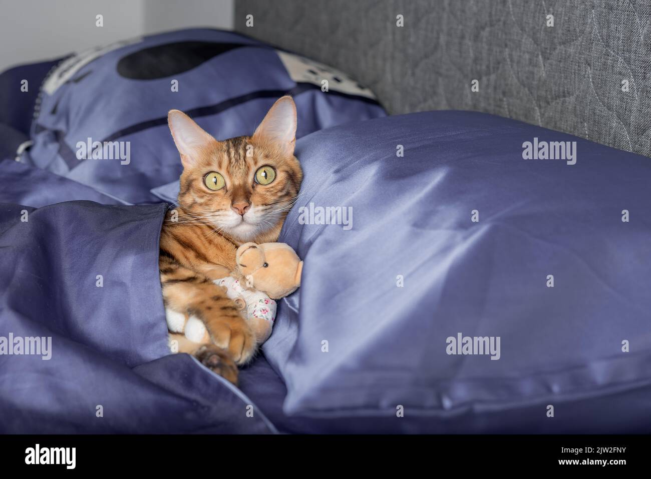 A cute domestic cat hugs a teddy bear in bed Stock Photo - Alamy