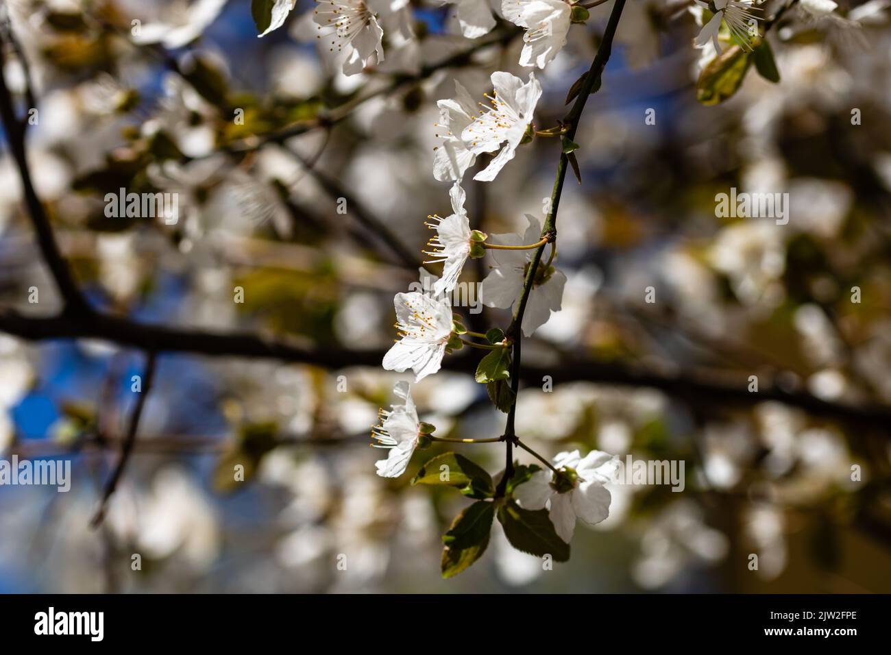 Cherry blossom flower in blooming with branch Stock Photo - Alamy