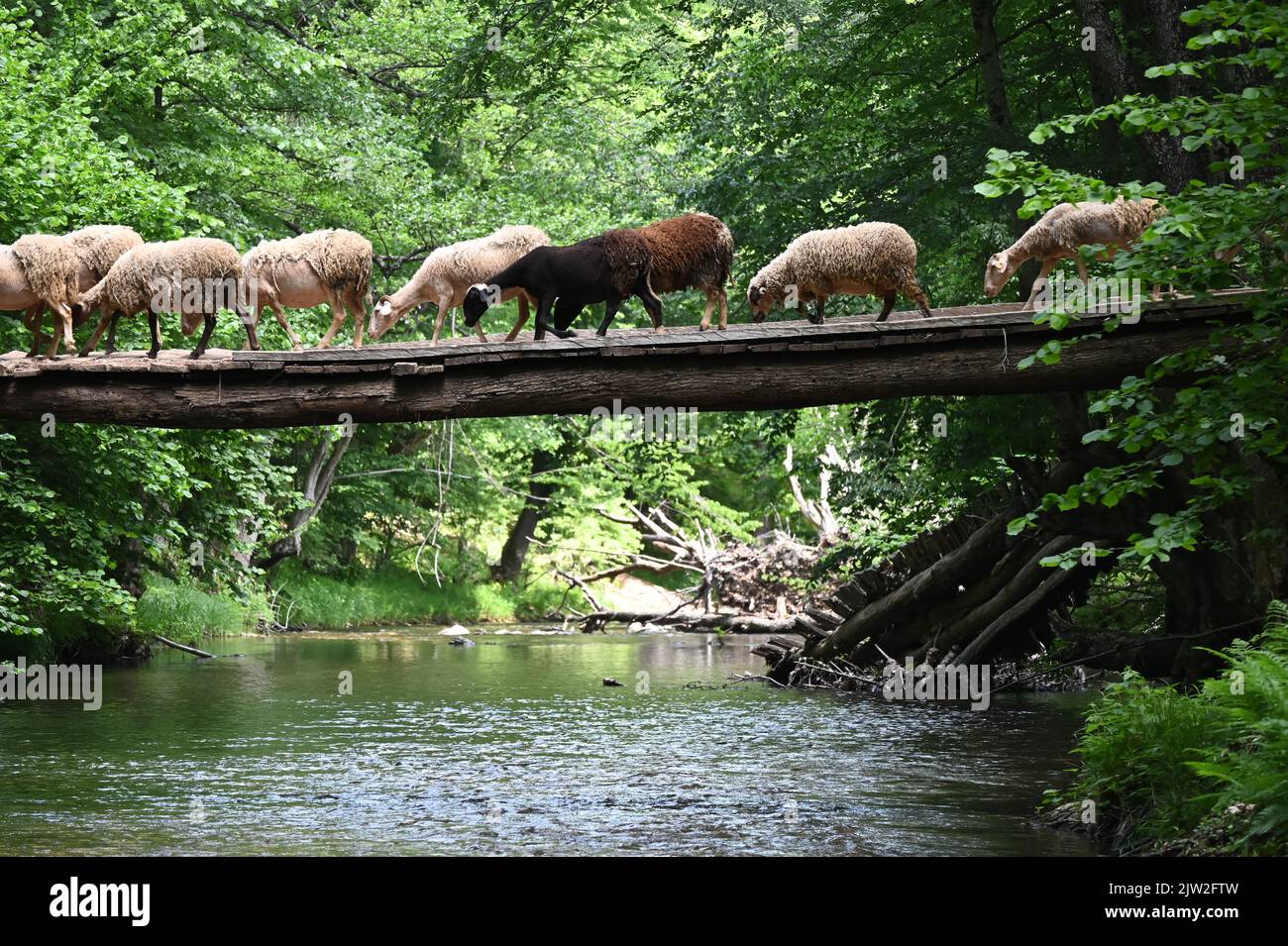 Flock of sheep crossing the river by an old bridge. Kirklareli city ...