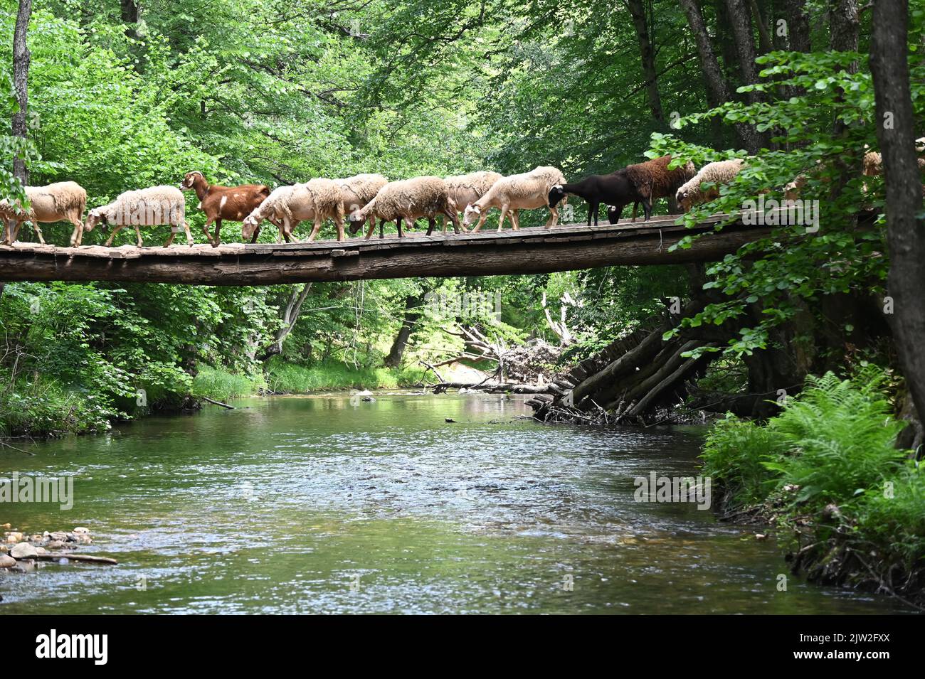 Flock of sheep crossing the river by an old bridge. Kirklareli city. Floodplain forest. Turkey ...