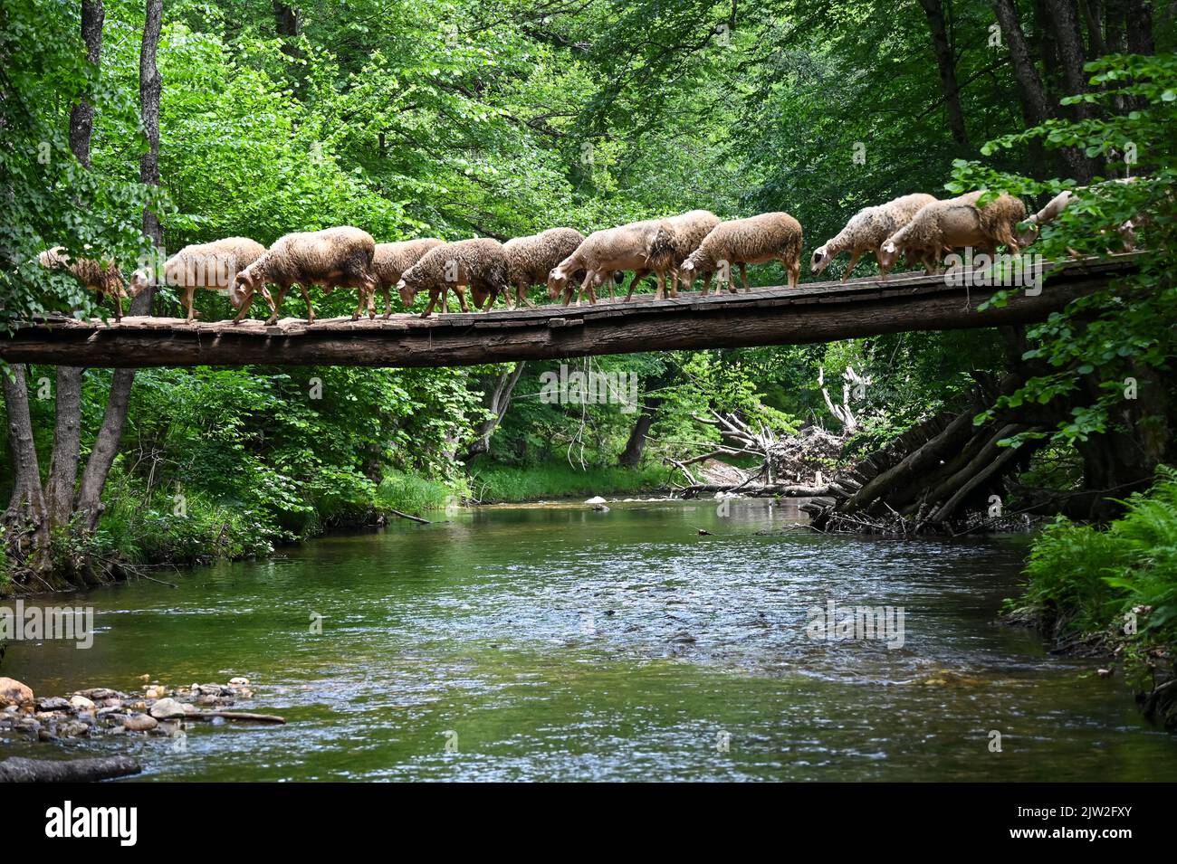 Flock of sheep crossing the river by an old bridge. Kirklareli city. Floodplain forest. Turkey ...