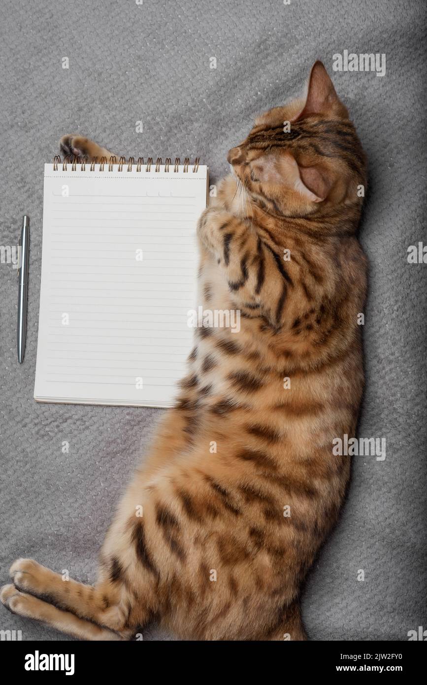 Top view of a cat with a white notepad sheet and a pen. Copy space ...