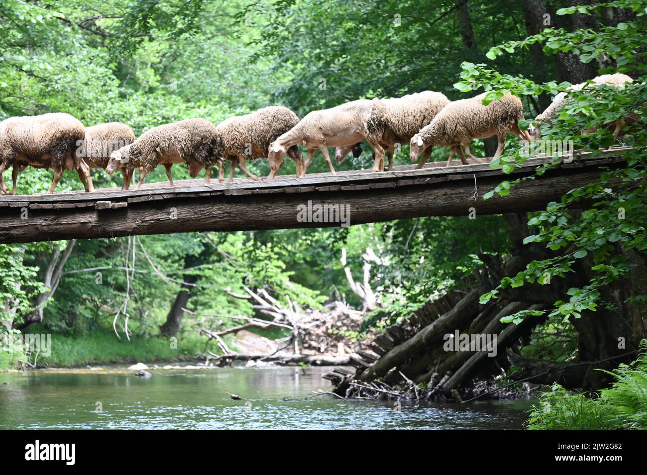 Flock of sheep crossing the river by an old bridge. Kirklareli city ...