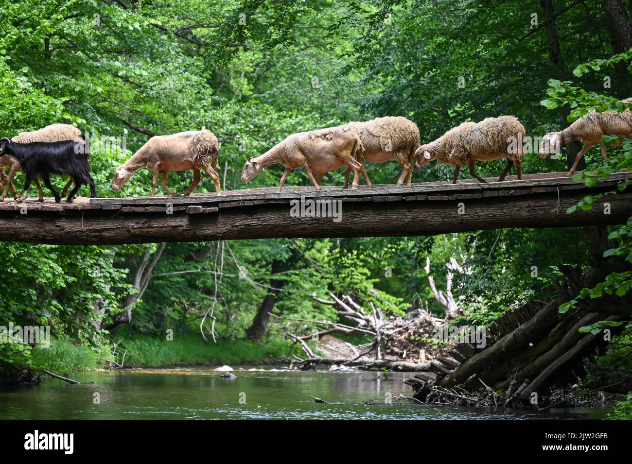 Flock of sheep crossing the river by an old bridge. Kirklareli city. Floodplain forest. Turkey ...