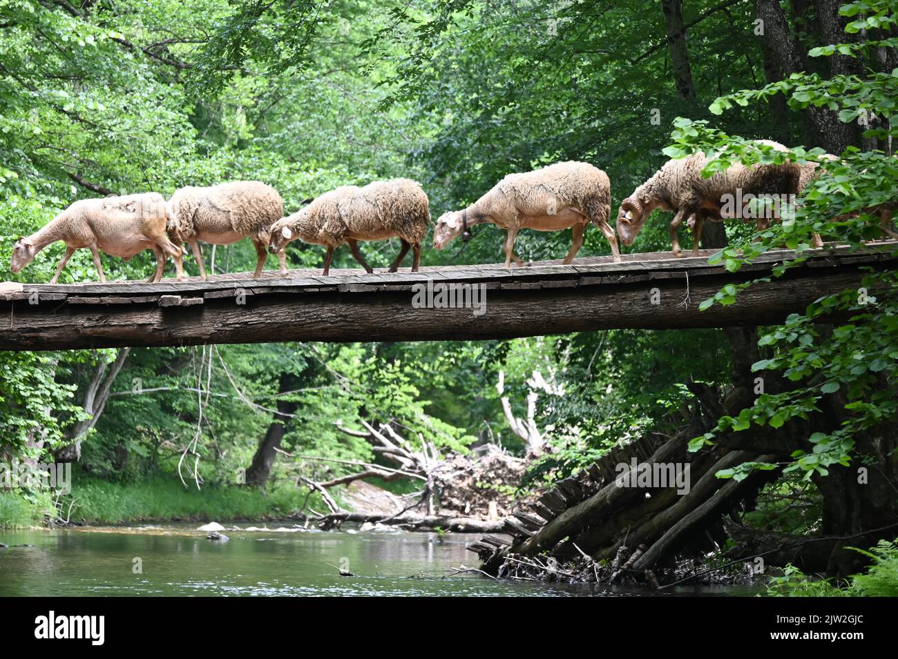 Flock of sheep crossing the river by an old bridge. Kirklareli city ...