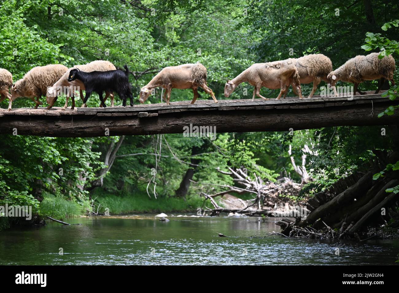 Cattle crossing river black and white hi-res stock photography and ...