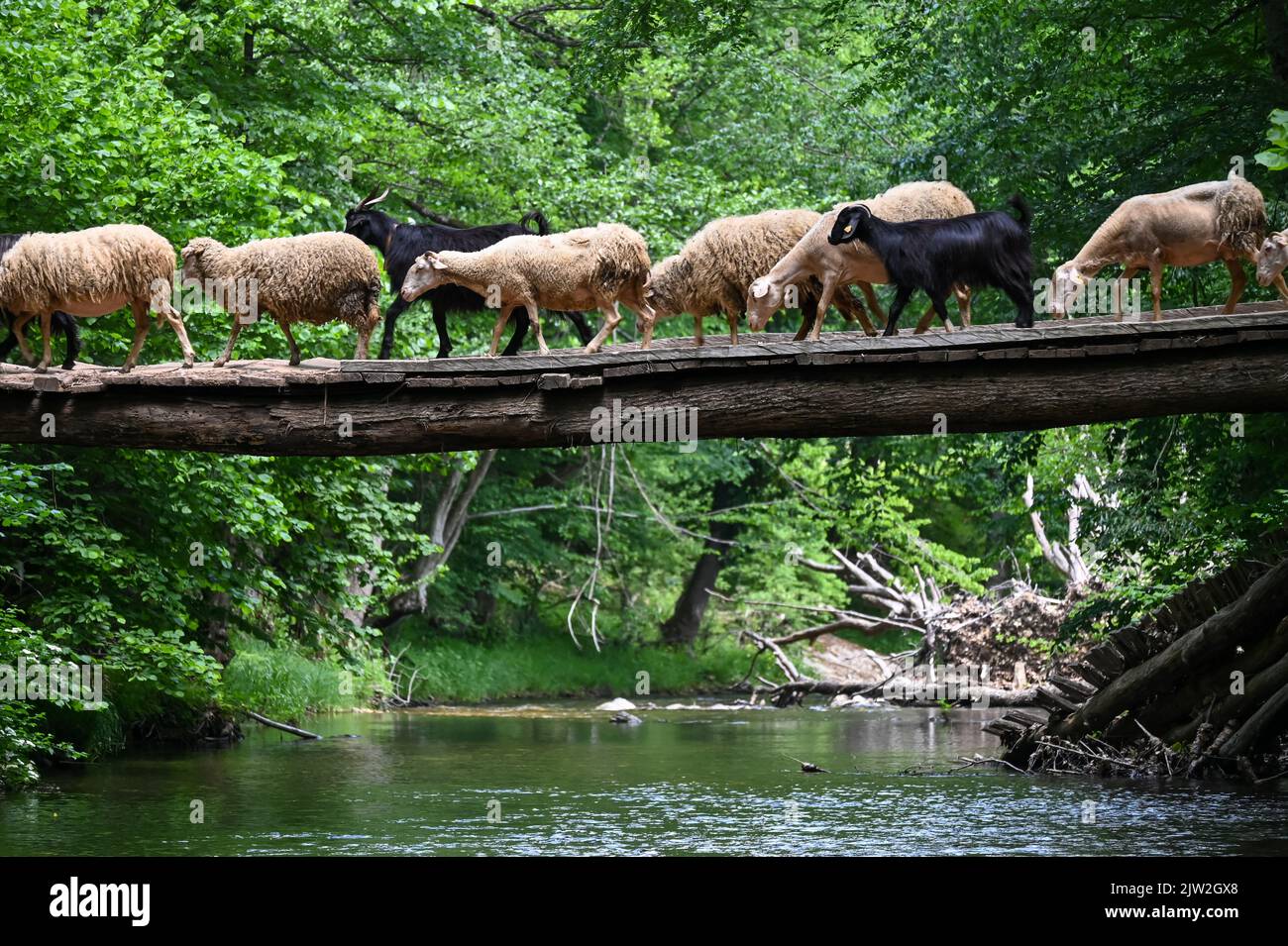 Cattle crossing river black and white hi-res stock photography and ...