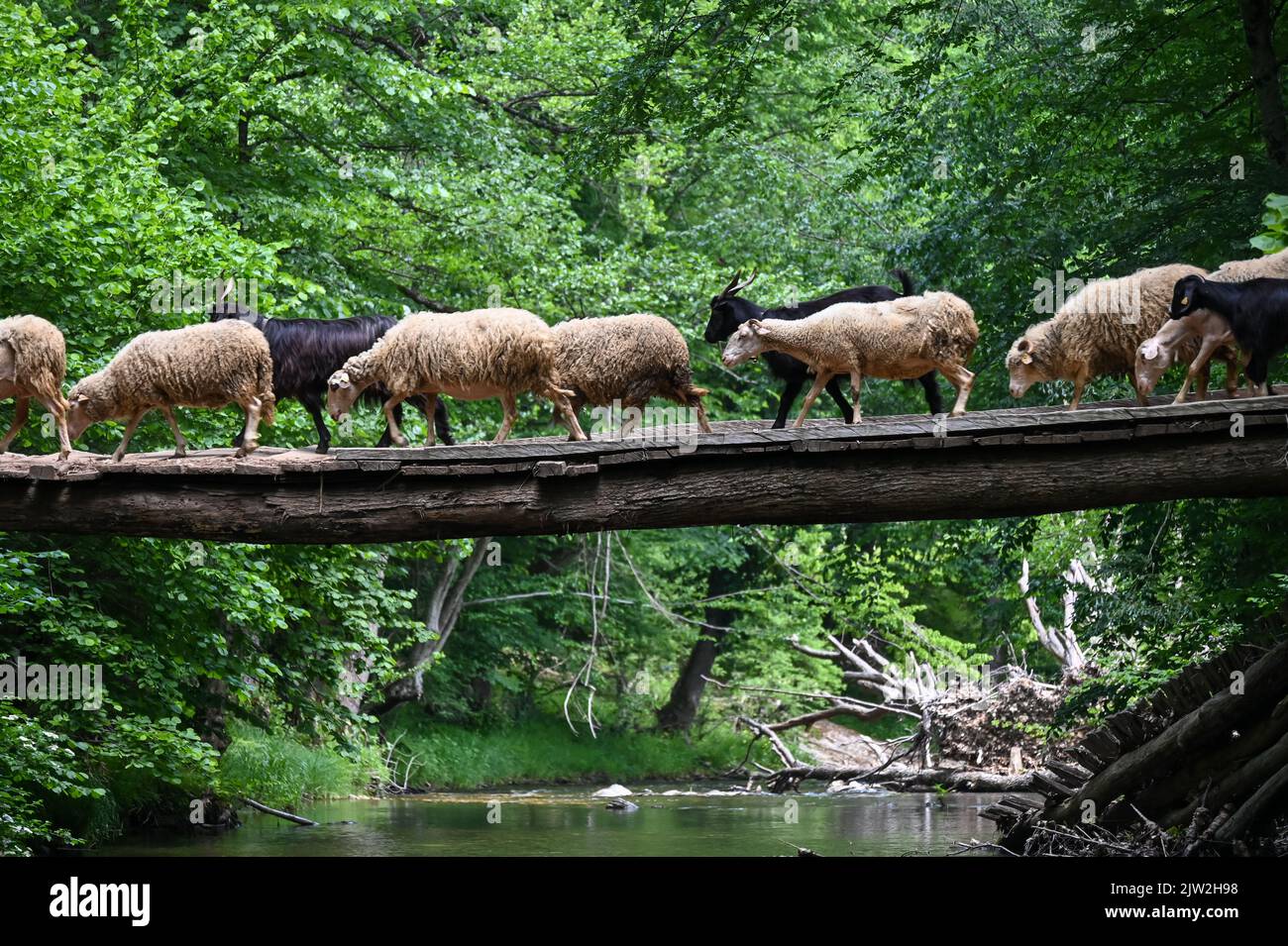 Cattle crossing river black and white hi-res stock photography and ...