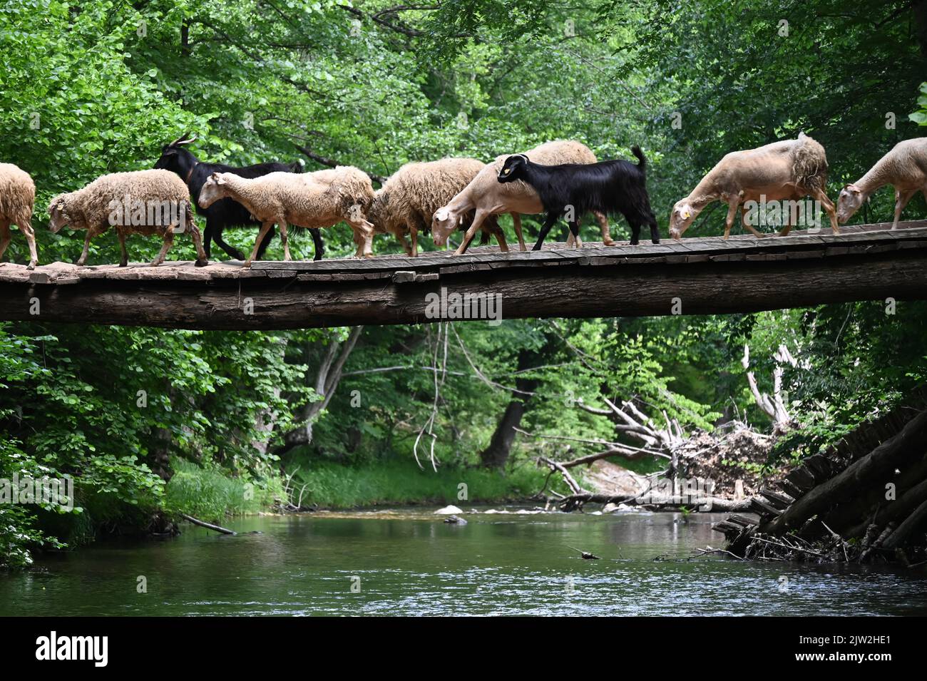 Flock of sheep crossing the river by an old bridge. Kirklareli city. Floodplain forest. Turkey ...