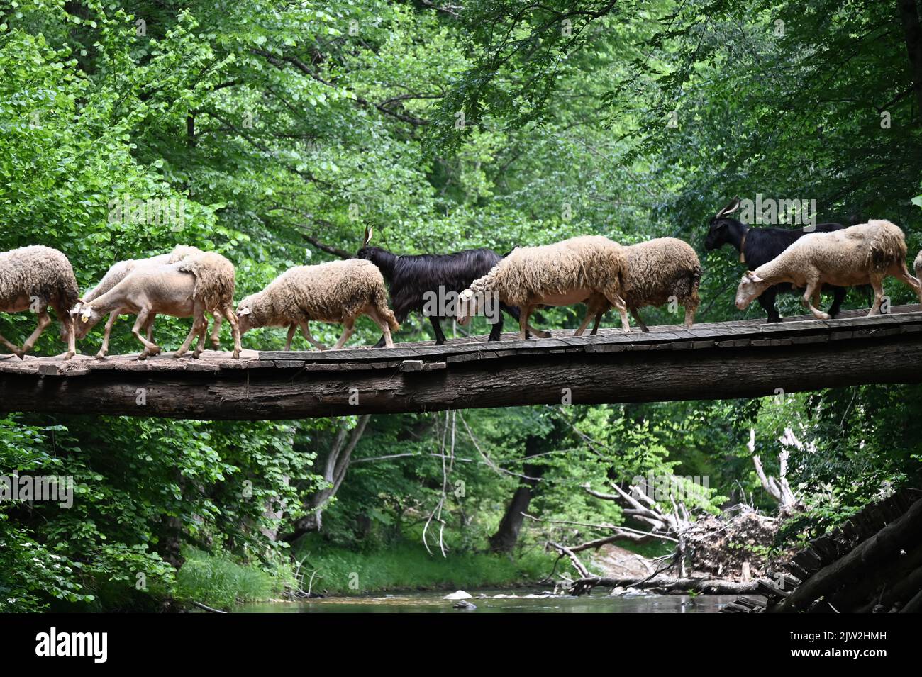 Flock of sheep crossing the river by an old bridge. Kirklareli city. Floodplain forest. Turkey ...