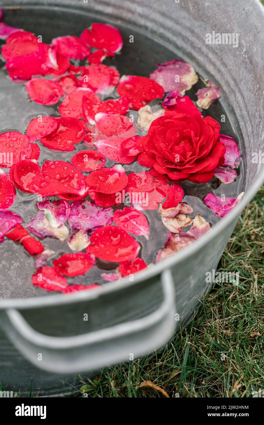 From above of petals of fresh red rose floating in water in metal basin ...