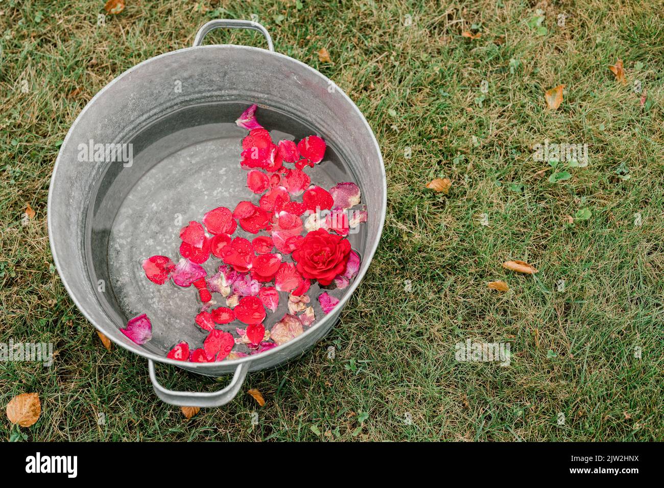 From above of petals of fresh red rose floating in water in metal basin ...