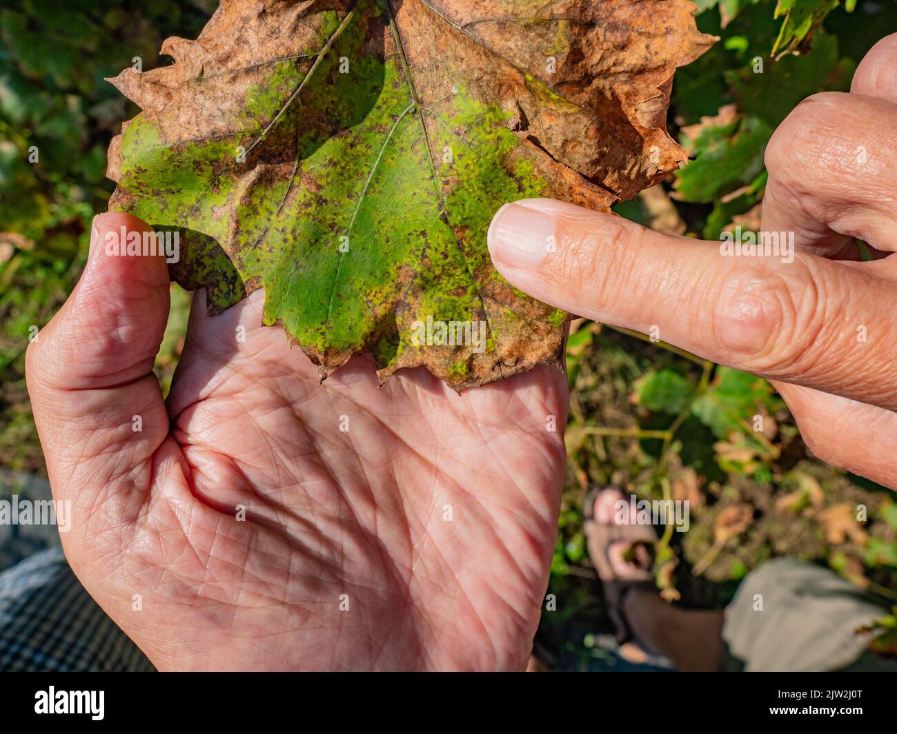 Dry leaves of a young grape seedling. Diseases of the vineyard, farmer ...