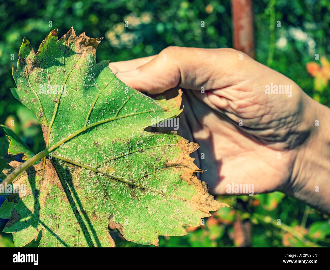 The reverse side of a vine leaf damaged by a white greenfly or spider ...