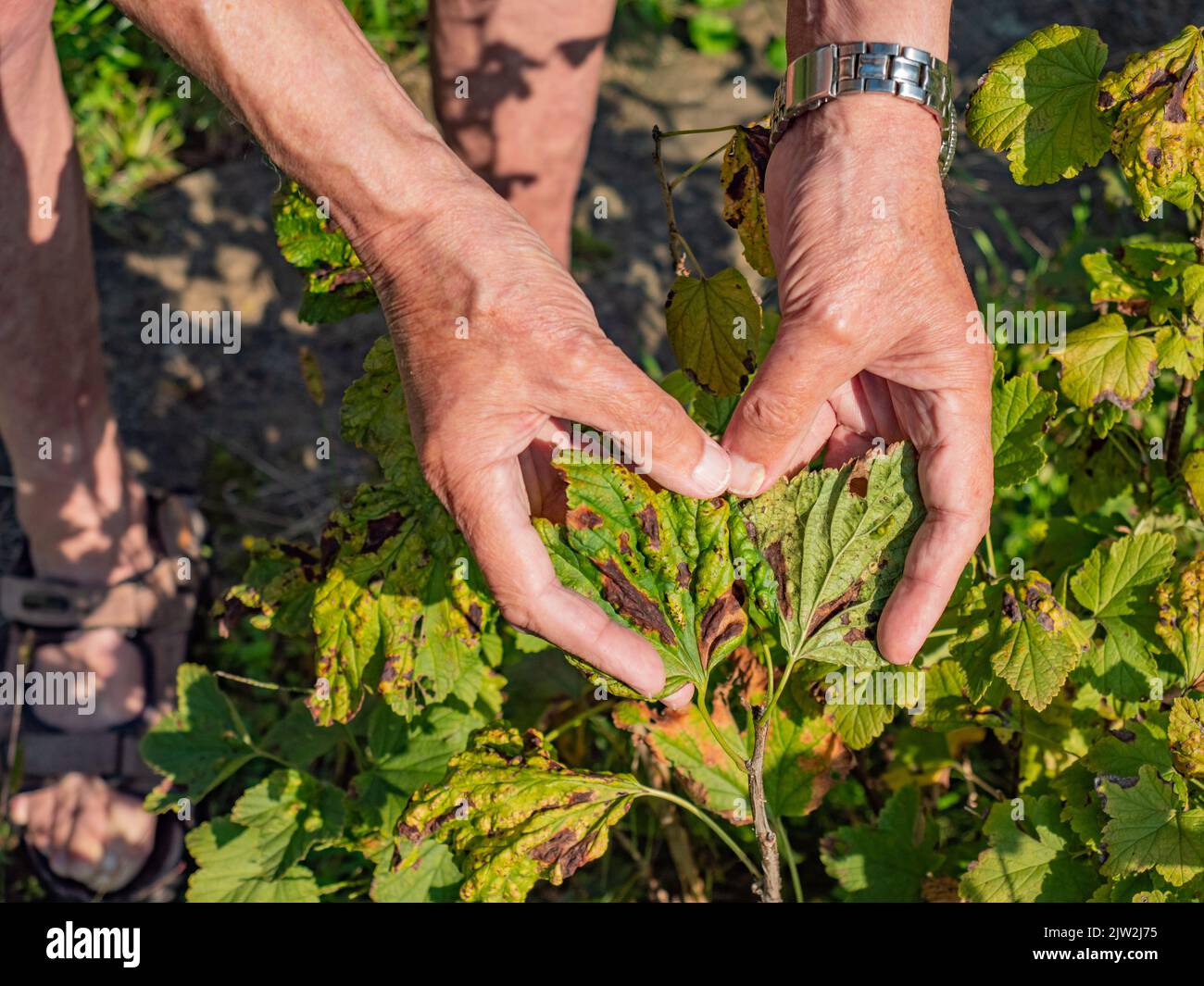 Leaves of currant disease. Symptoms of currant leaf damage by ...
