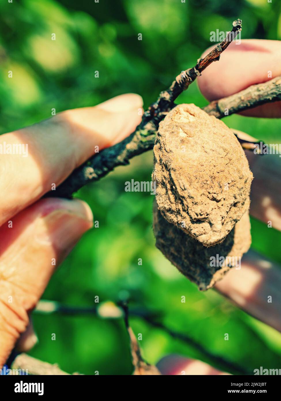 Sick leaves peach fruits hi-res stock photography and images - Alamy