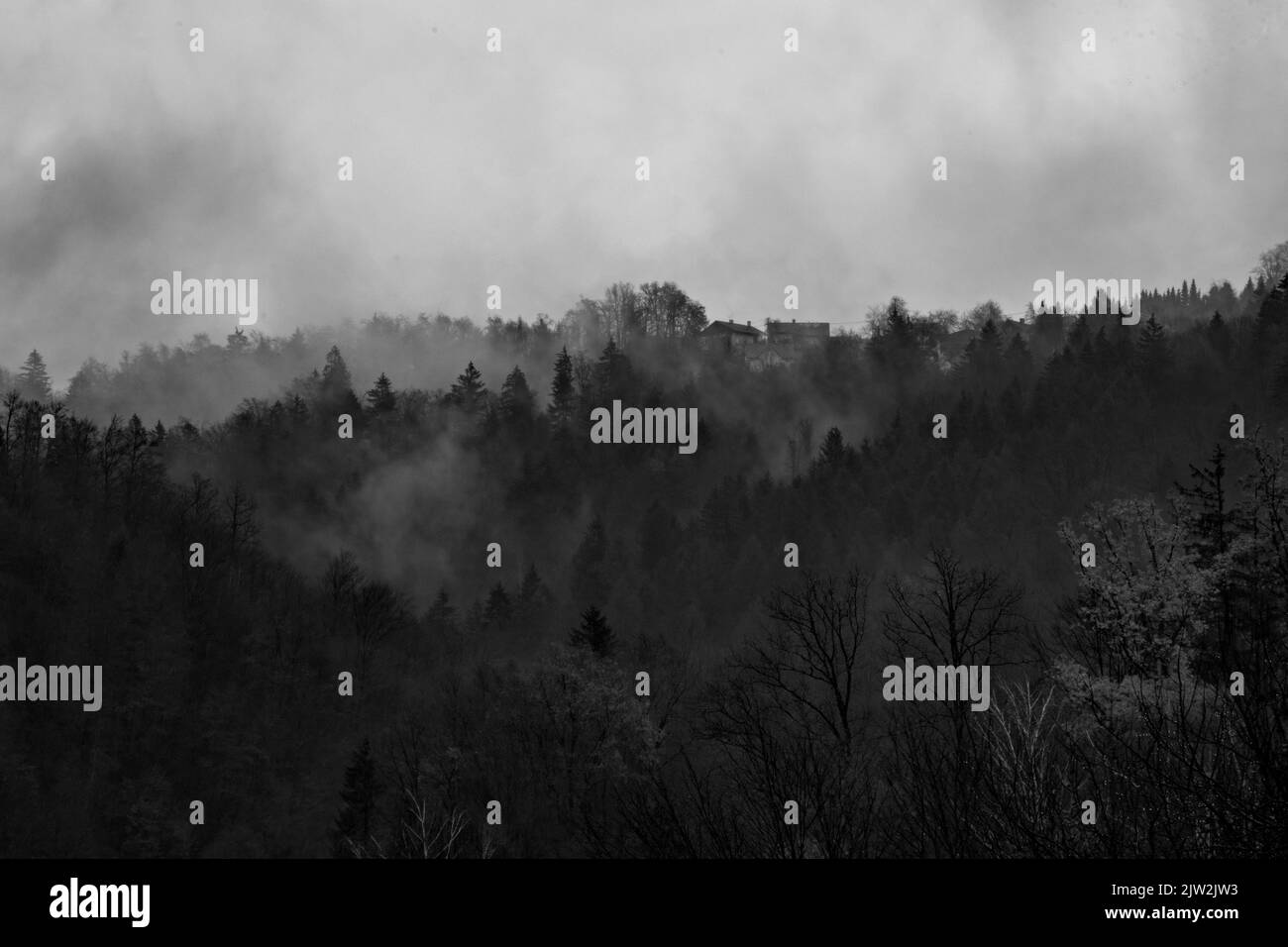 Dramatic black and white picture of foggy forest Stock Photo - Alamy