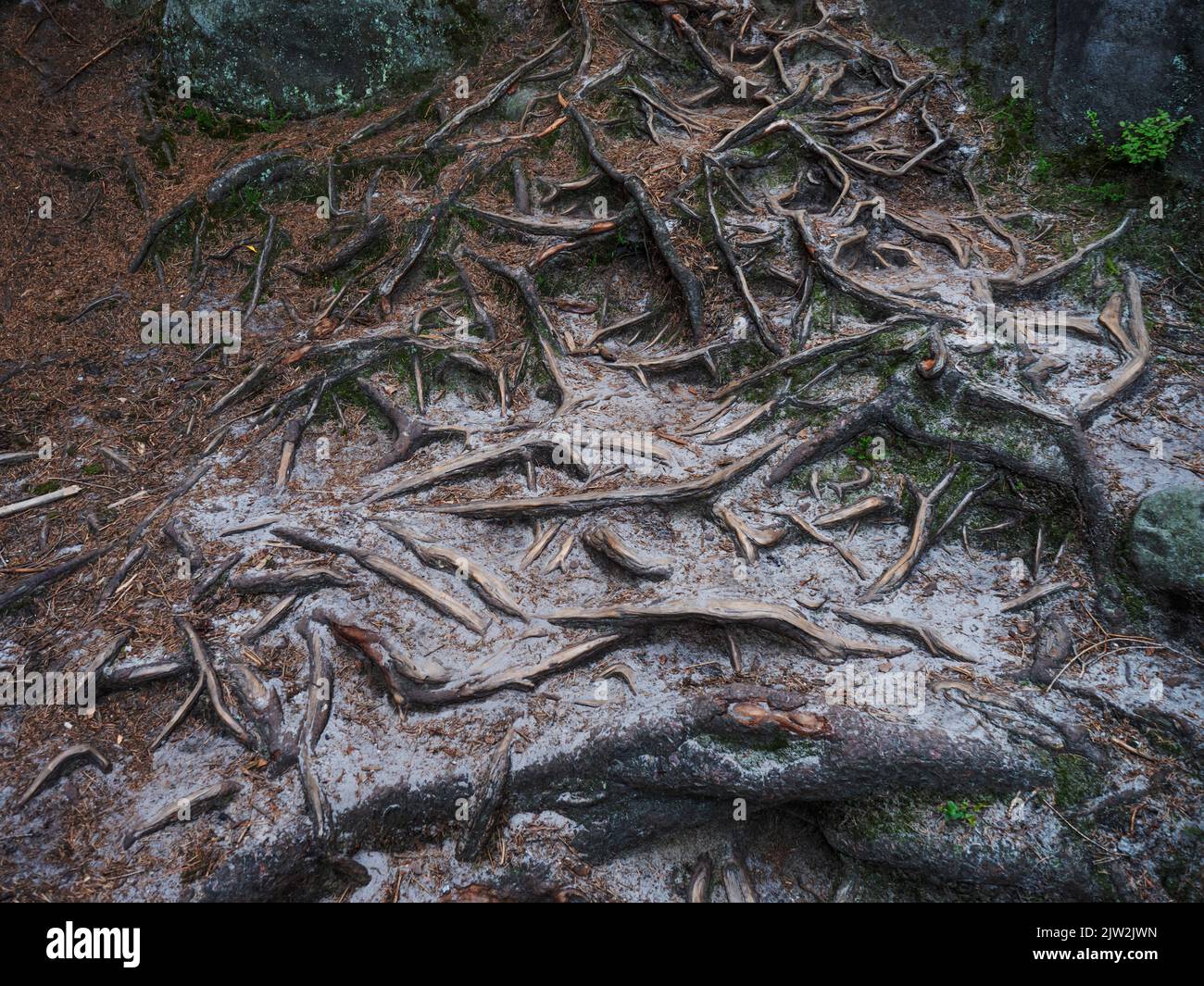 Roots of coniferous tree came to surface. Root system covered sand ...