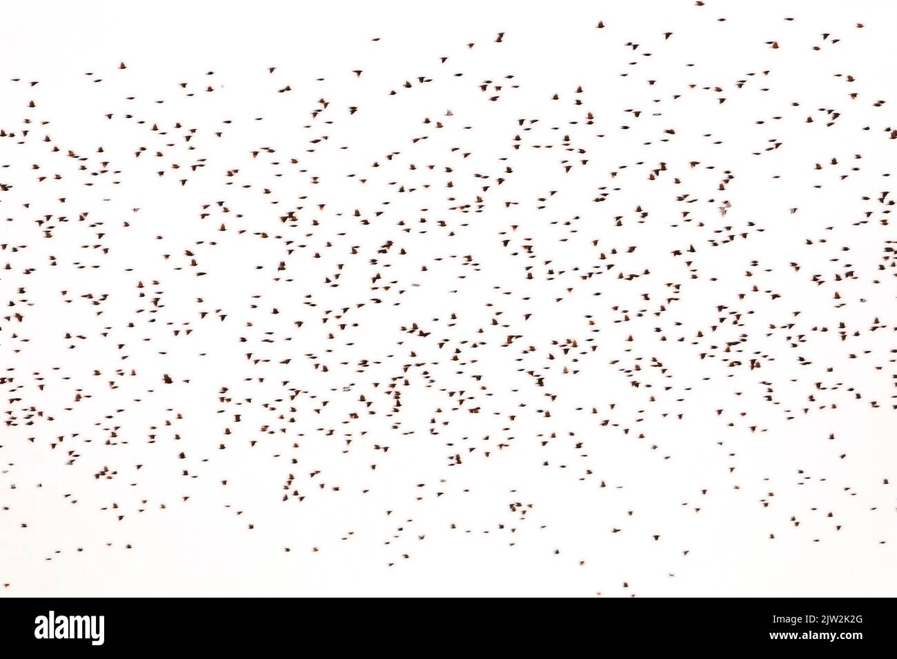 Flying large flock Cut Out Stock Images & Pictures - Alamy