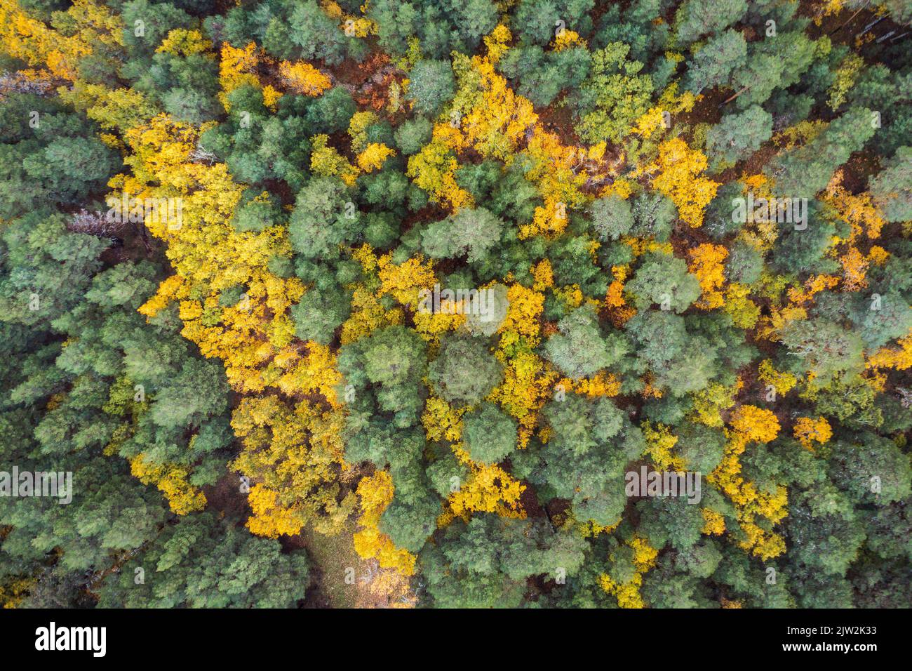 Aerial view of tall trees with green and yellow foliage growing in ...