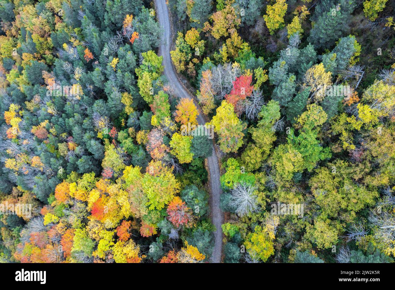Drone view of narrow roadway running through dense woods with lush tall ...