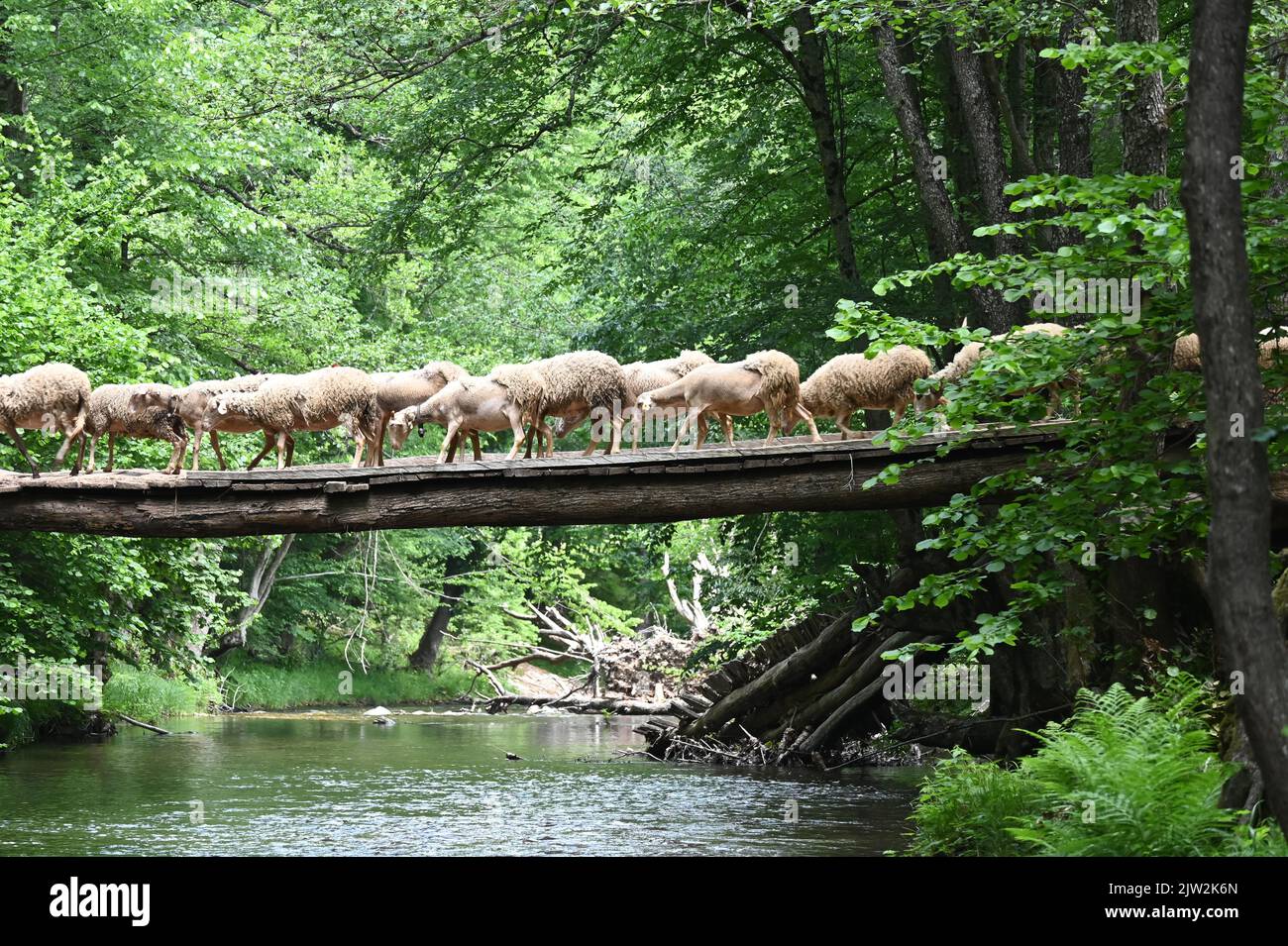 Cattle crossing river black and white hi-res stock photography and ...