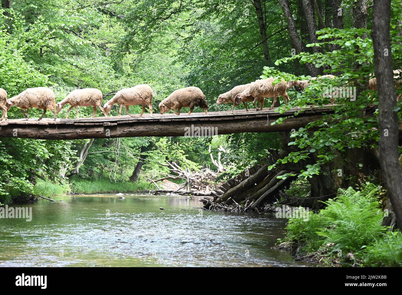Flock of sheep crossing the river by an old bridge. Kirklareli city ...