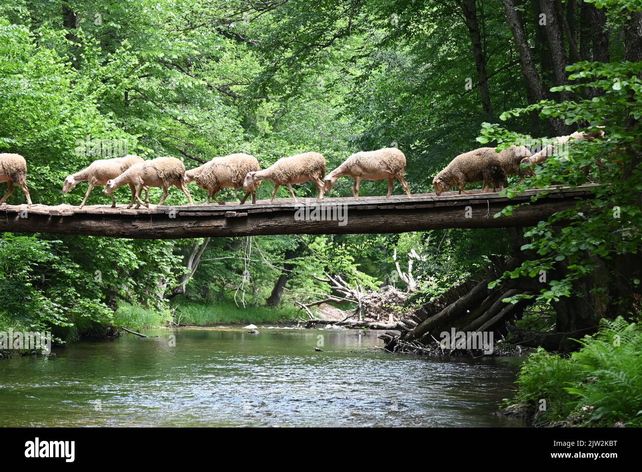 Cattle crossing river black and white hi-res stock photography and ...