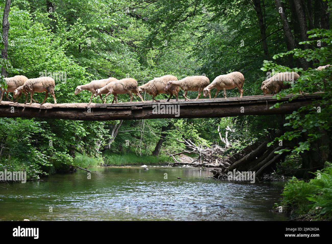 Flock of sheep crossing the river by an old bridge. Kirklareli city. Floodplain forest. Turkey ...