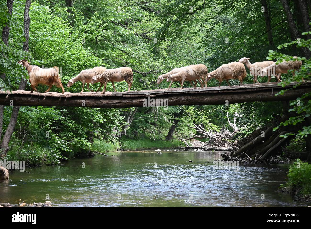 Flock of sheep crossing the river by an old bridge. Kirklareli city ...