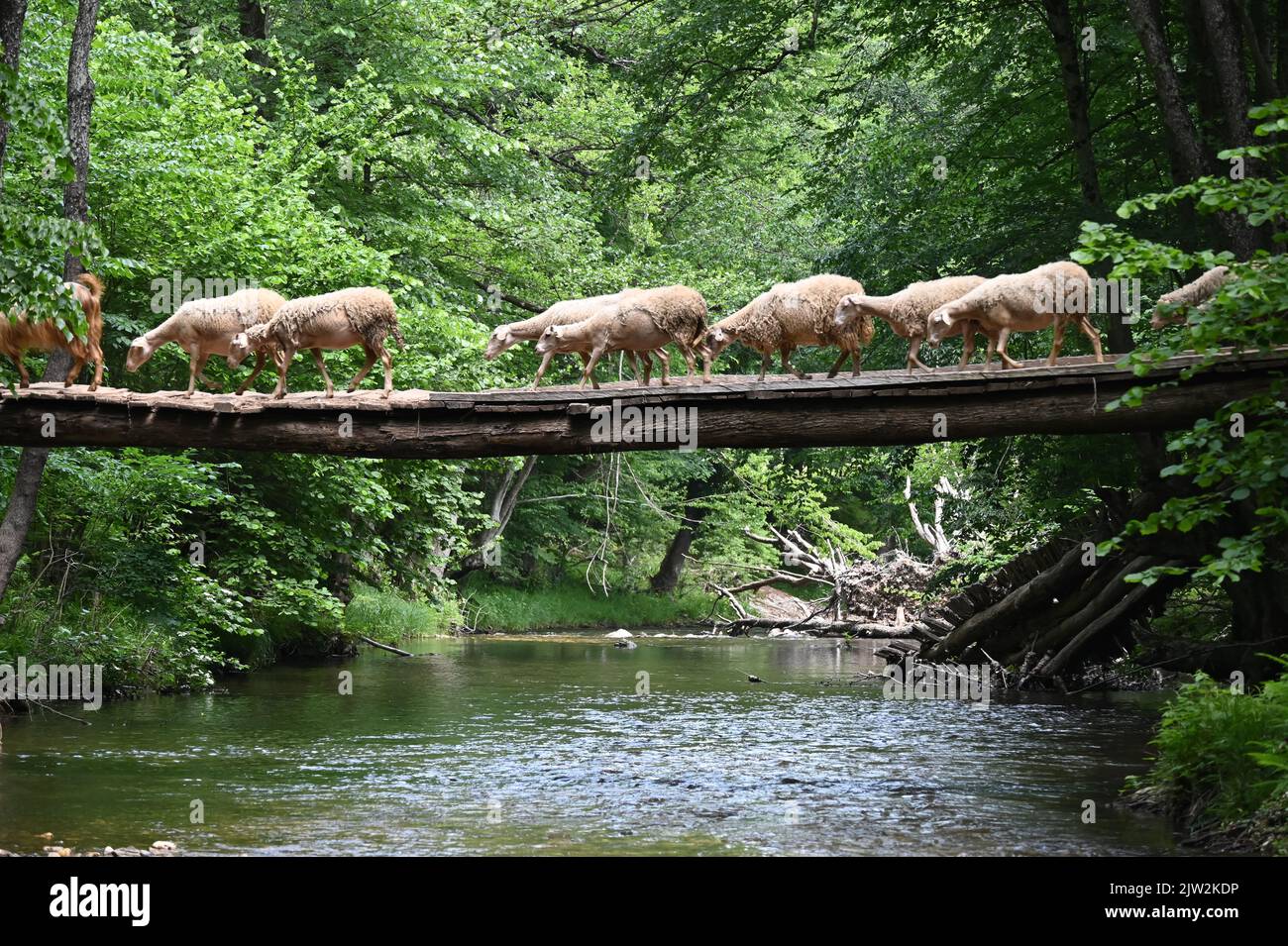 Flock of sheep crossing the river by an old bridge. Kirklareli city. Floodplain forest. Turkey ...