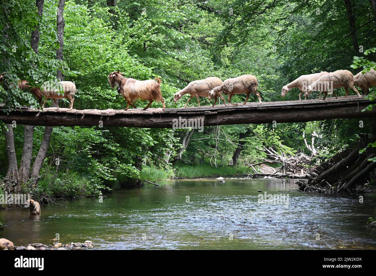 Flock of sheep crossing the river by an old bridge. Kirklareli city. Floodplain forest. Turkey ...