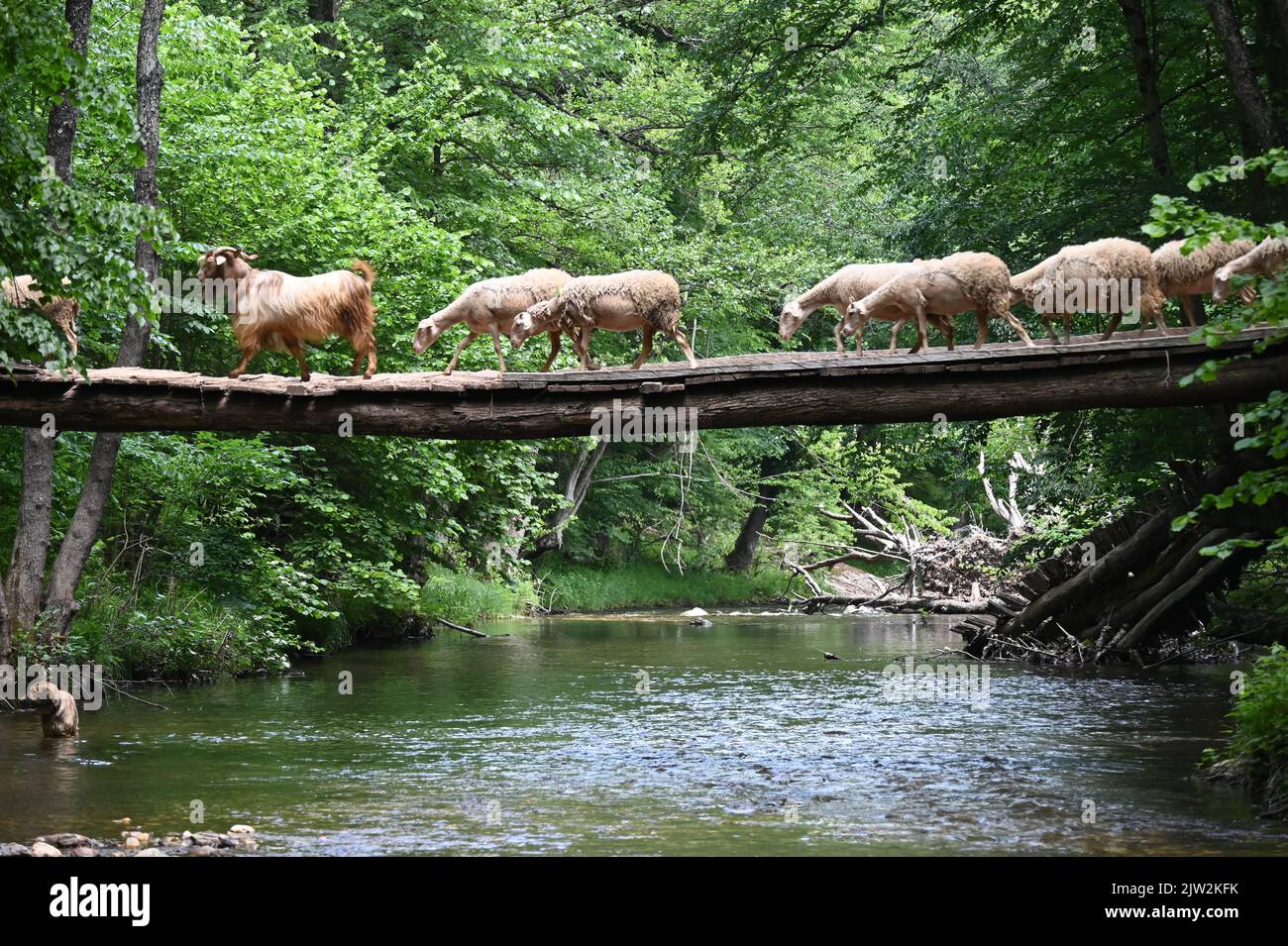 Flock of sheep crossing the river by an old bridge. Kirklareli city ...