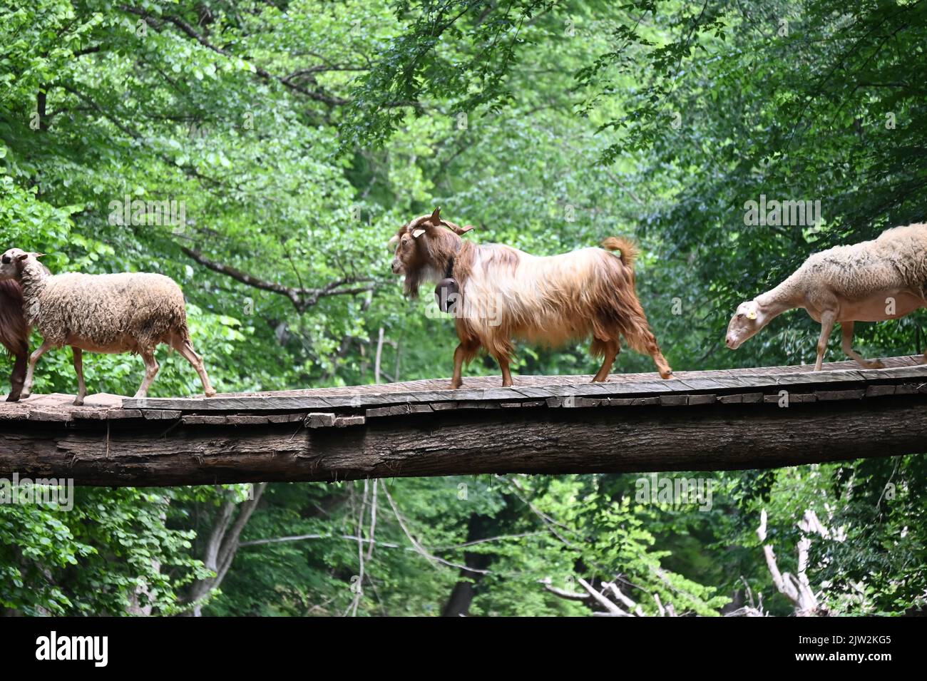 Flock of sheep crossing the river by an old bridge. Kirklareli city ...