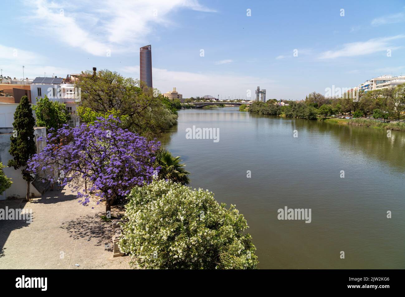 Jacaranda sevilla hi-res stock photography and images - Alamy