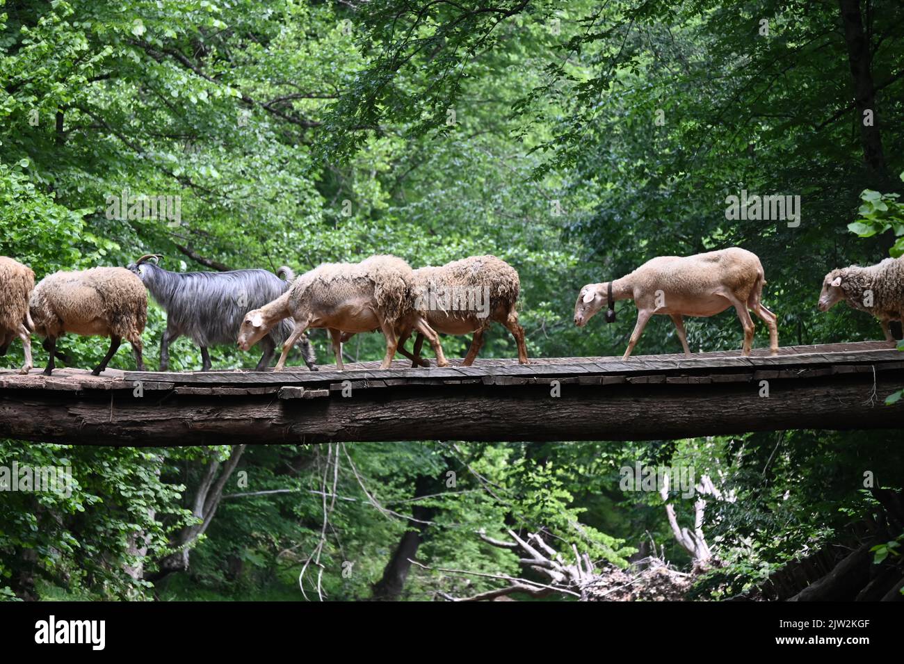 Flock of sheep crossing the river by an old bridge. Kirklareli city. Floodplain forest. Turkey ...