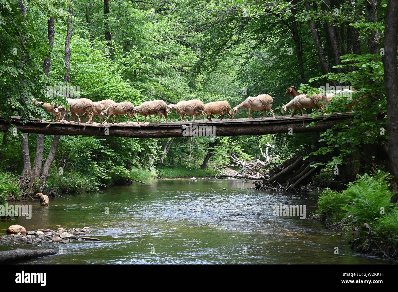 Cattle crossing river black and white hi-res stock photography and ...
