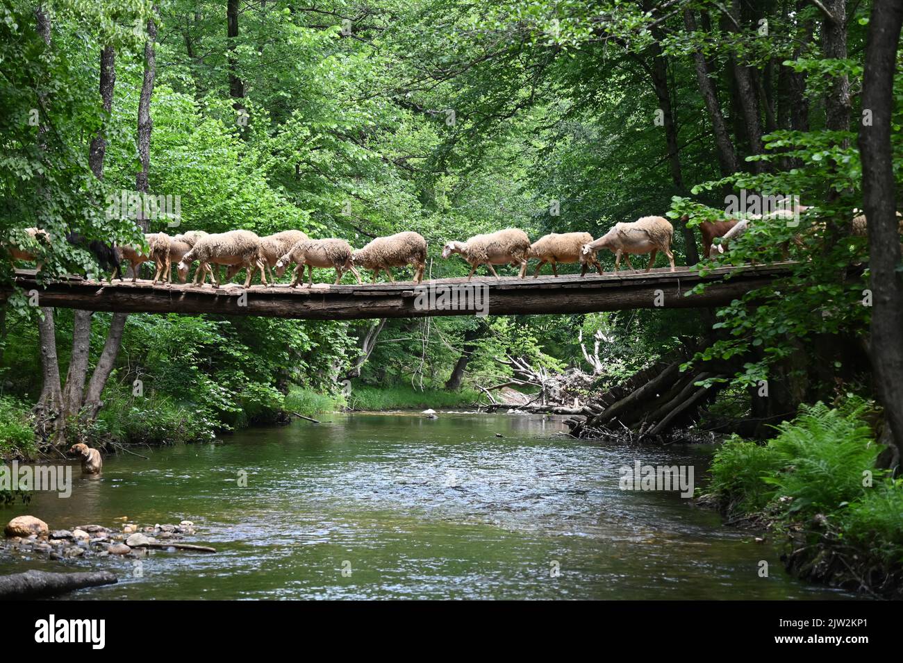 Flock of sheep crossing the river by an old bridge. Kirklareli city ...