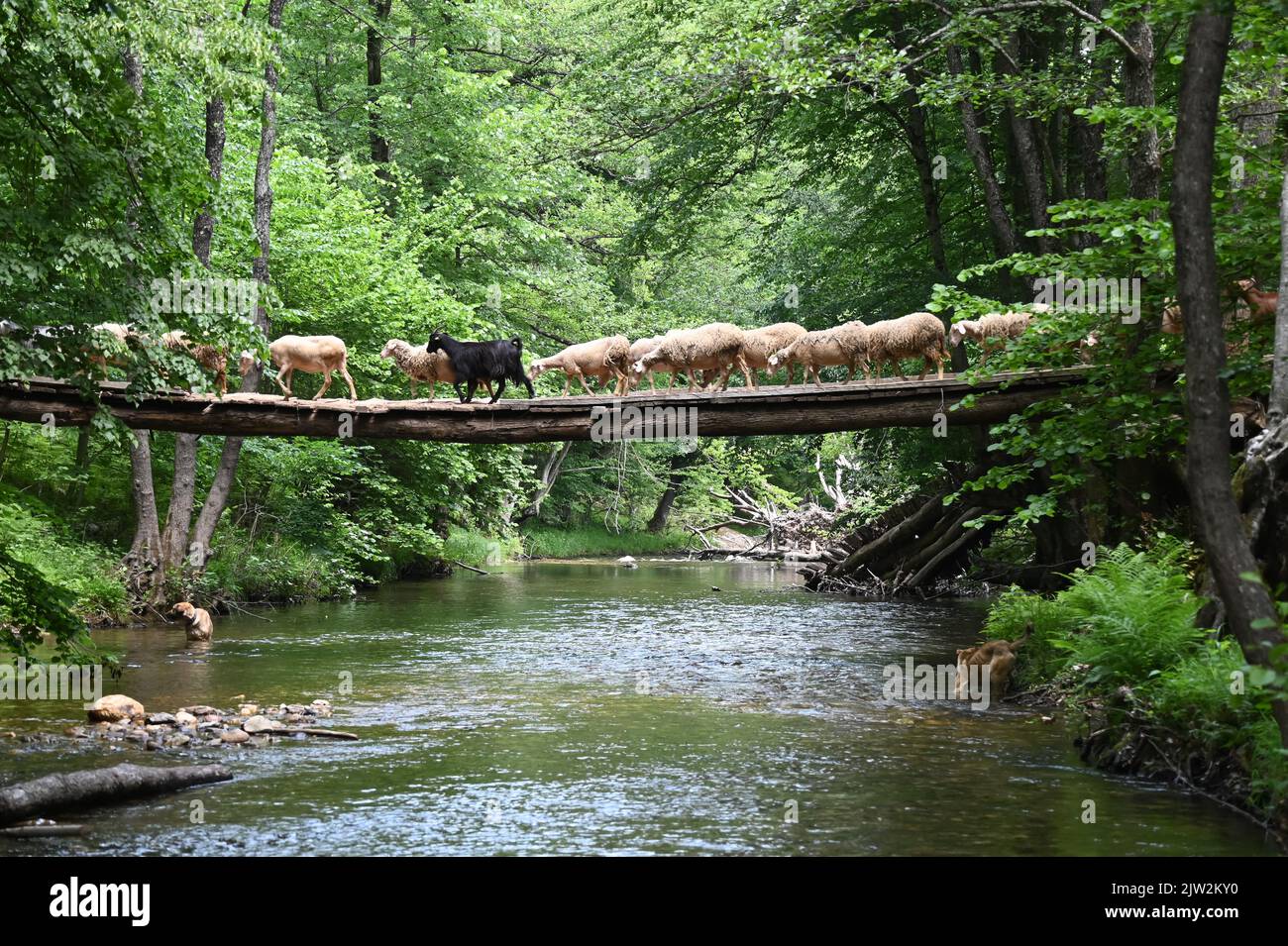 Flock of sheep crossing the river by an old bridge. Kirklareli city ...