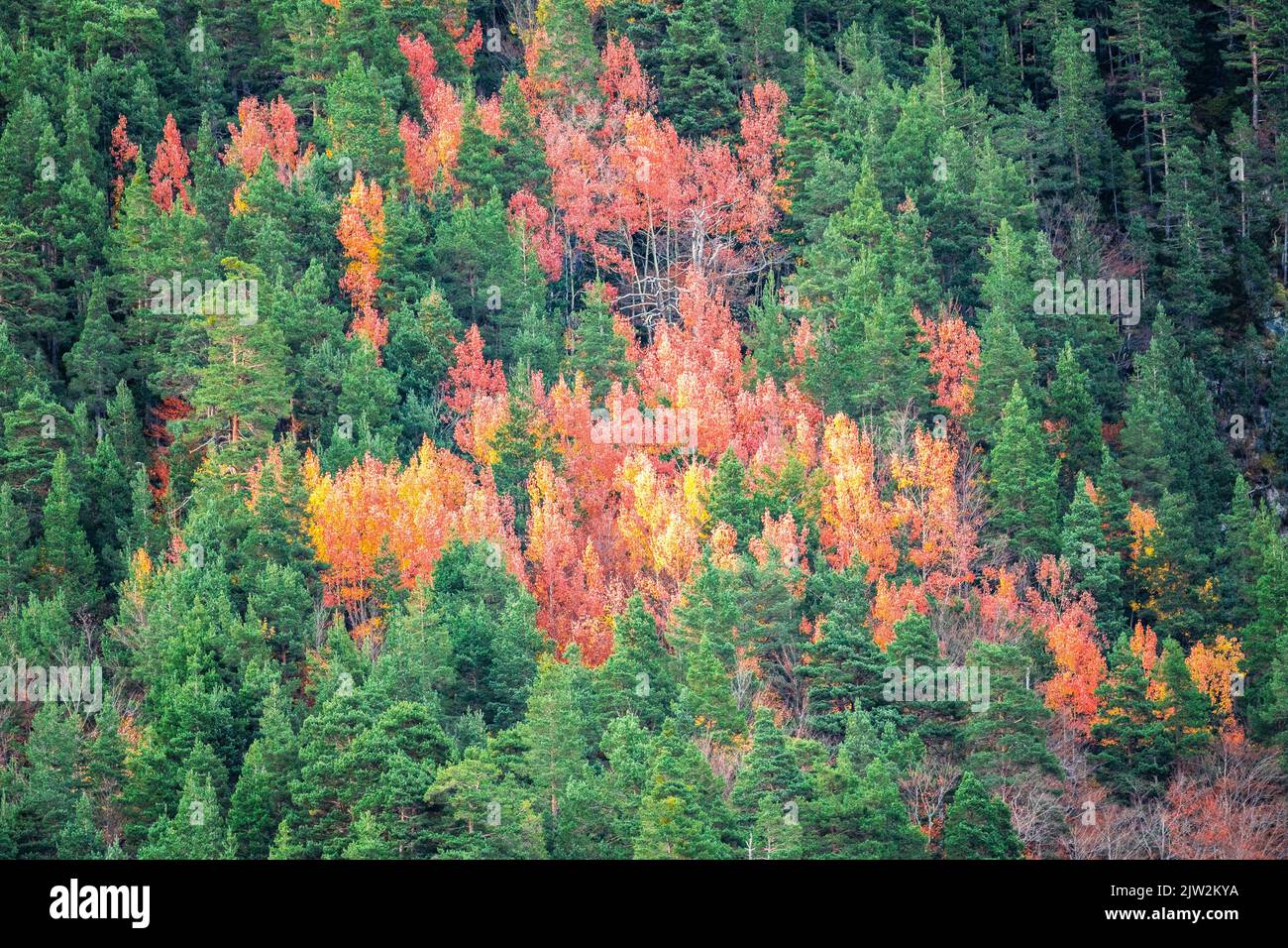 Drone view of dense woods with various tall trees with bright ...
