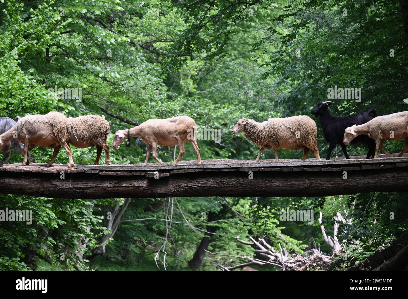 Flock of sheep crossing the river by an old bridge. Kirklareli city. Floodplain forest. Turkey ...
