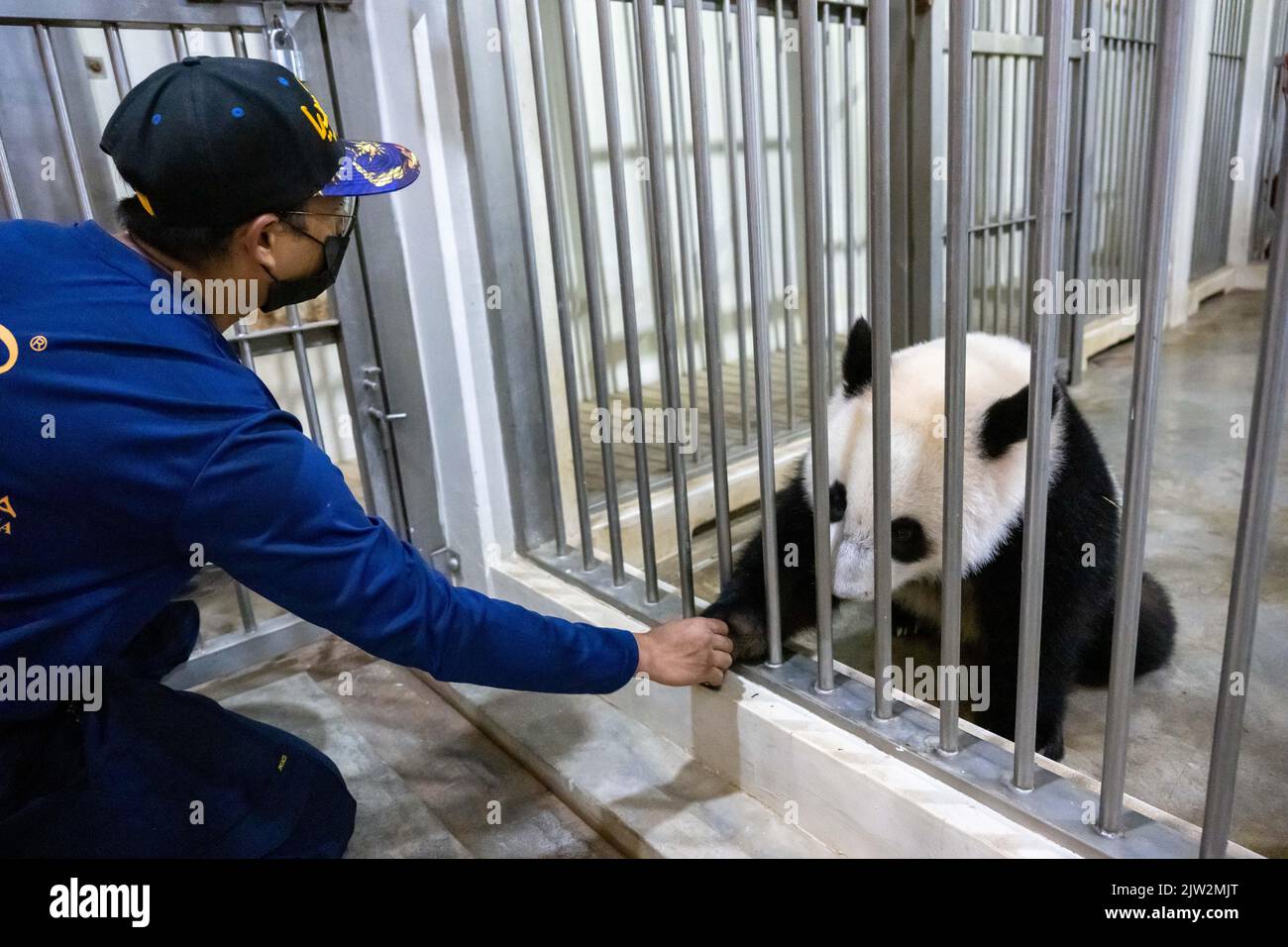 (220903) -- KUALA LUMPUR, Sept. 3, 2022 (Xinhua) -- Giant panda ...