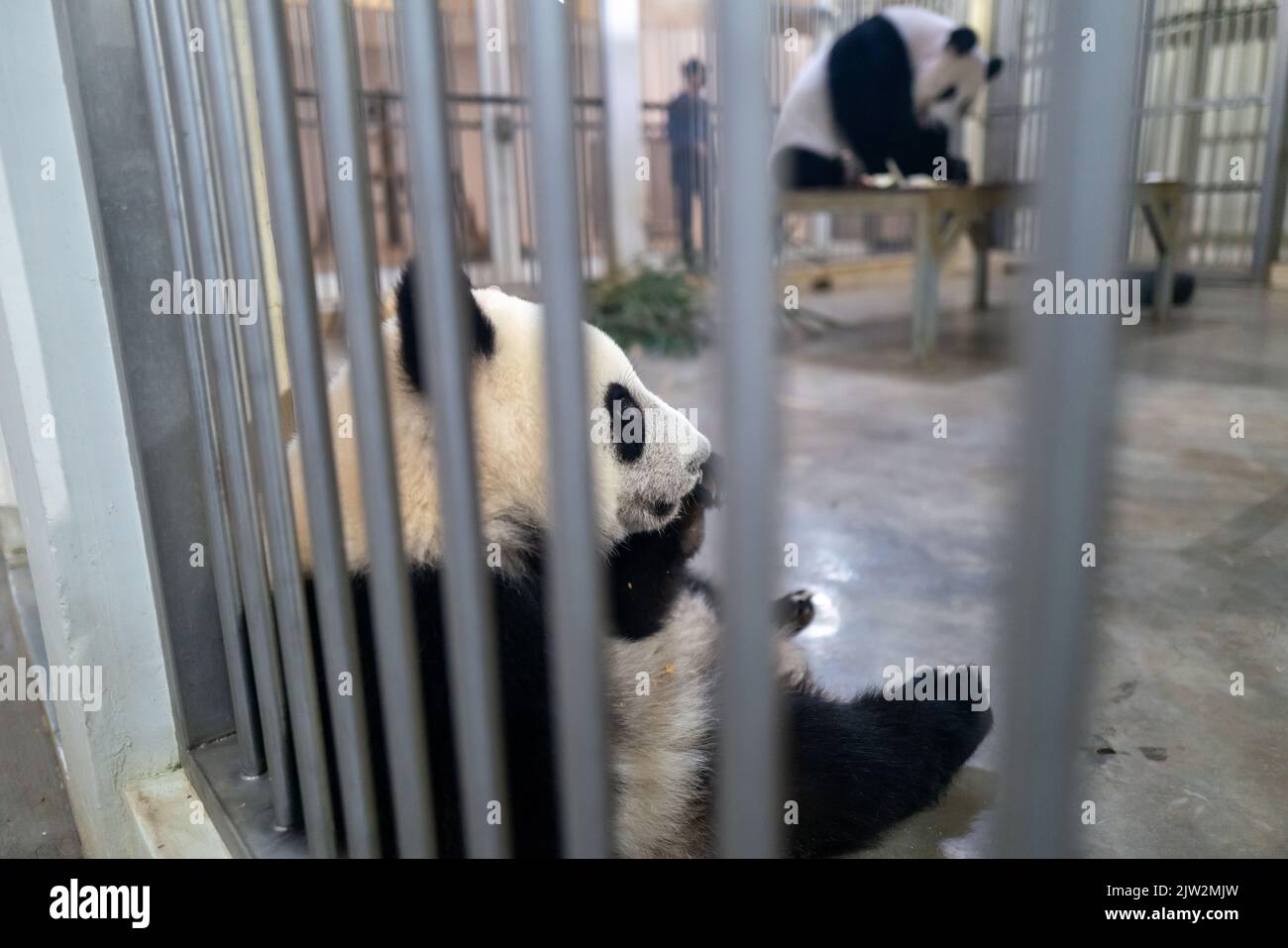 (220903) -- KUALA LUMPUR, Sept. 3, 2022 (Xinhua) -- Giant panda cub Sheng Yi plays in the ...