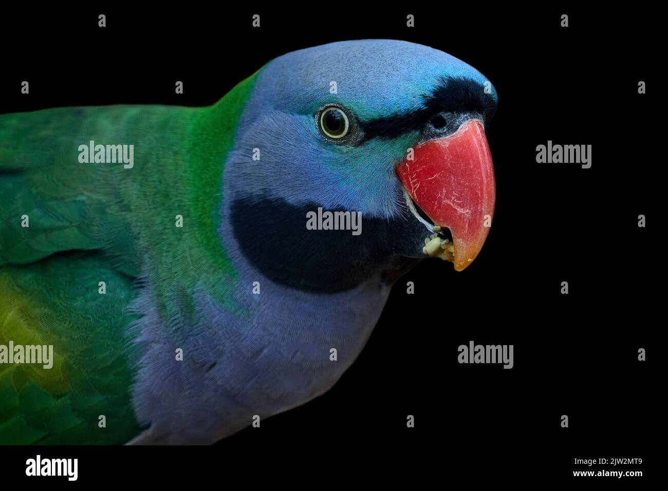 Parrot isolated on black background (Lord Derby's parakeet, Psittacula ...